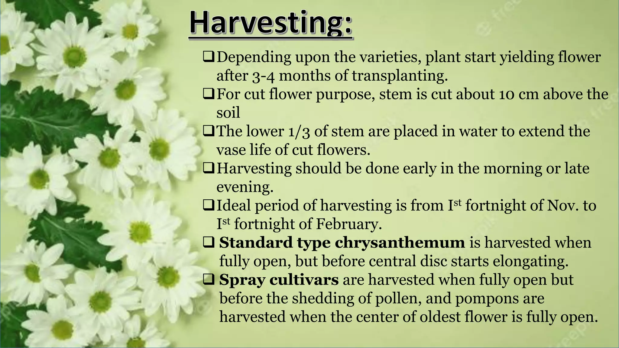 Chrysanthemum cultivation in open condition | PPTX