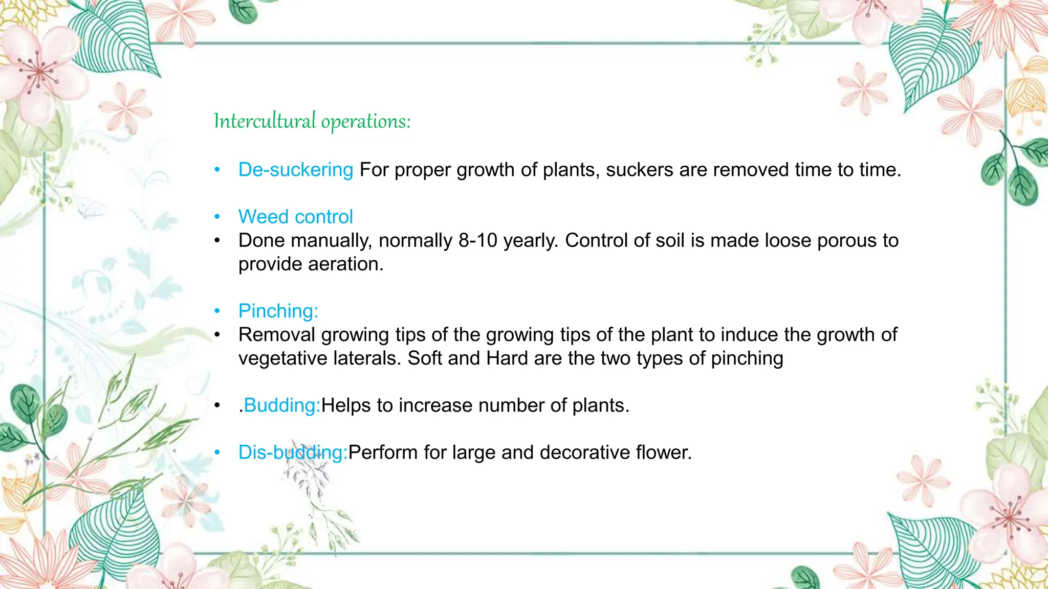 chrysanthemum production technology .pptx