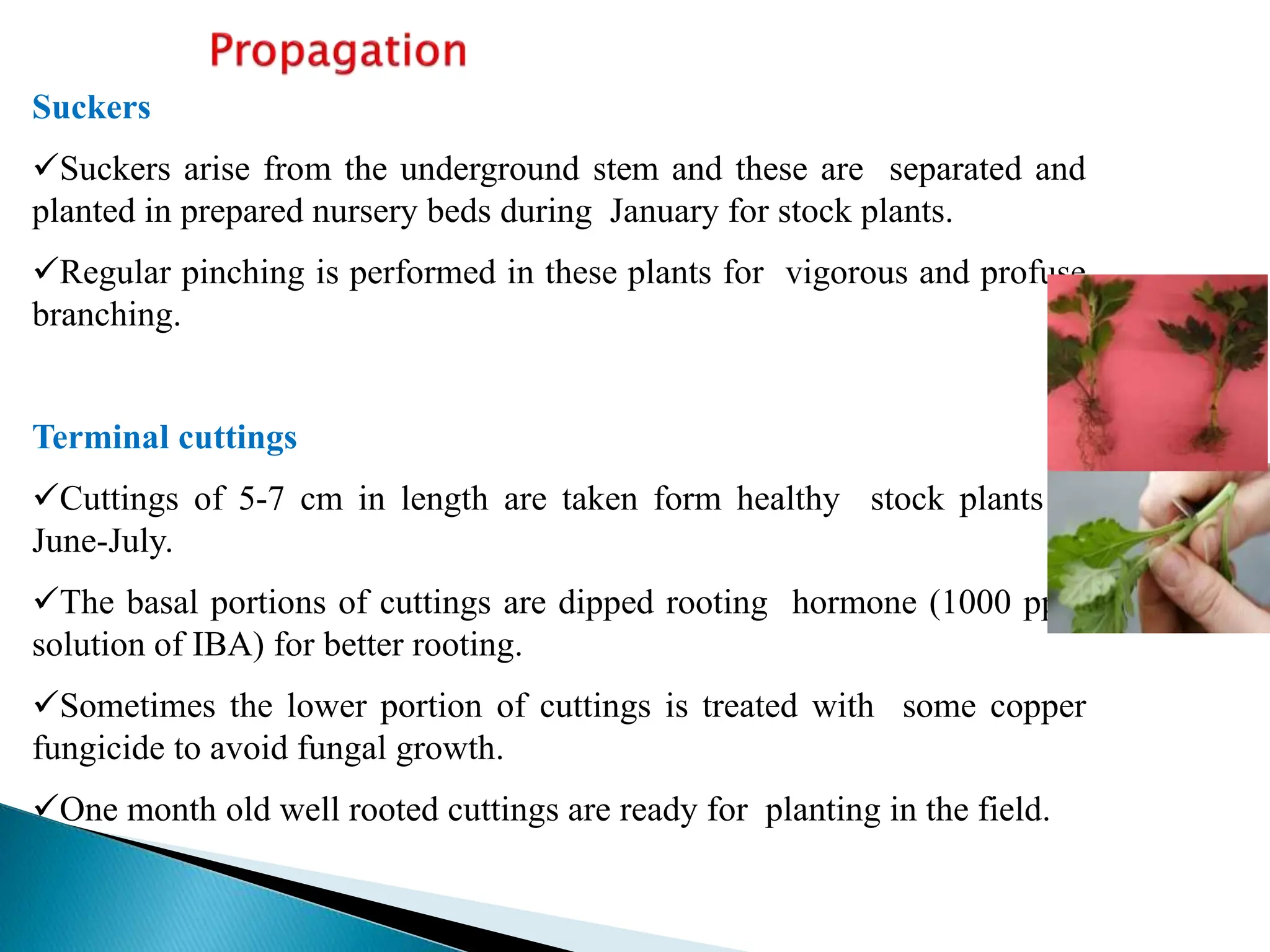 chrysanthemum propagation and cultivation.ppt