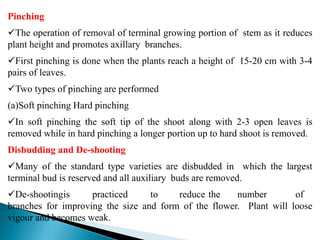 chrysanthemum propagation and cultivation.ppt