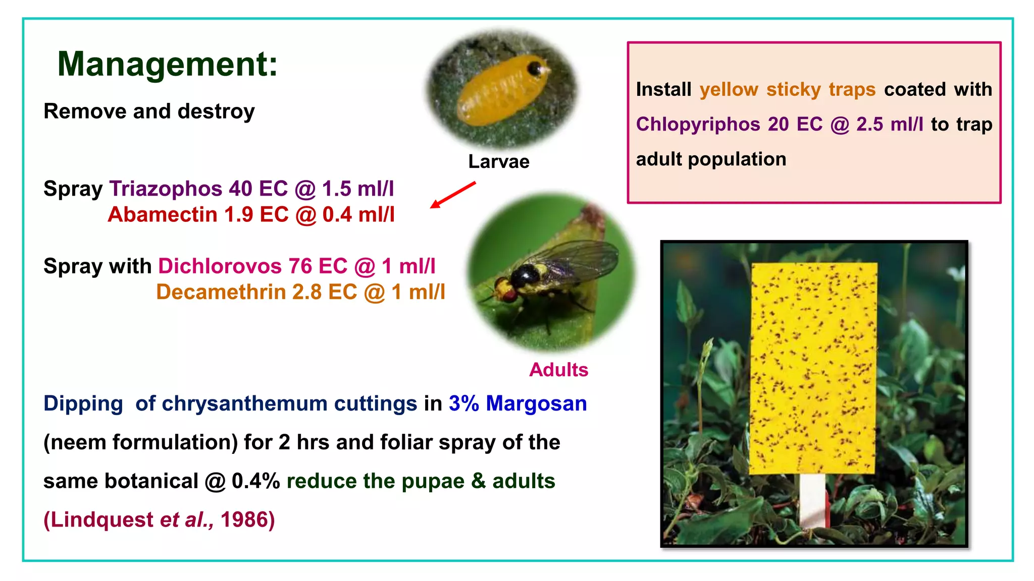 Chrysanthemum pest and diseases | PPTX