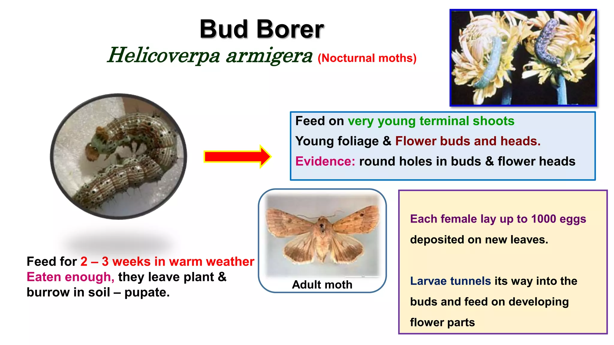 Chrysanthemum pest and diseases | PPTX