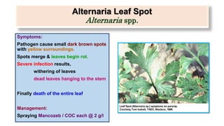 Chrysanthemum pest and diseases | PPTX