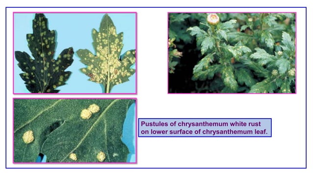 Chrysanthemum pest and diseases | PPTX | Beekeeping | Hobbies & Interests