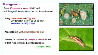 Chrysanthemum pest and diseases | PPTX