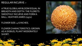 Chrysanthemum Shailesh.pptx