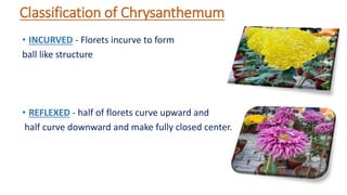 chrysanthemum show held in Punjab Agricultural University | PPTX