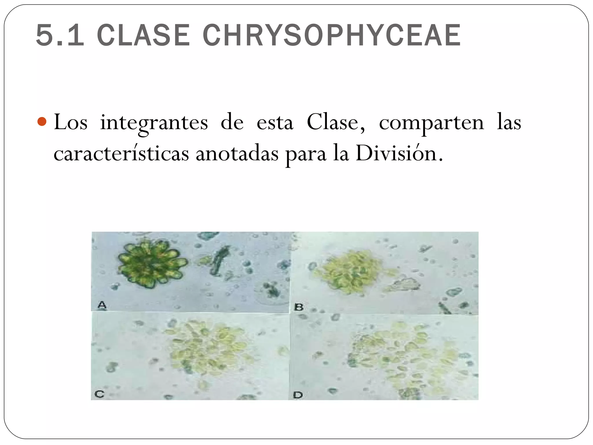 Chrysophyta | PPT