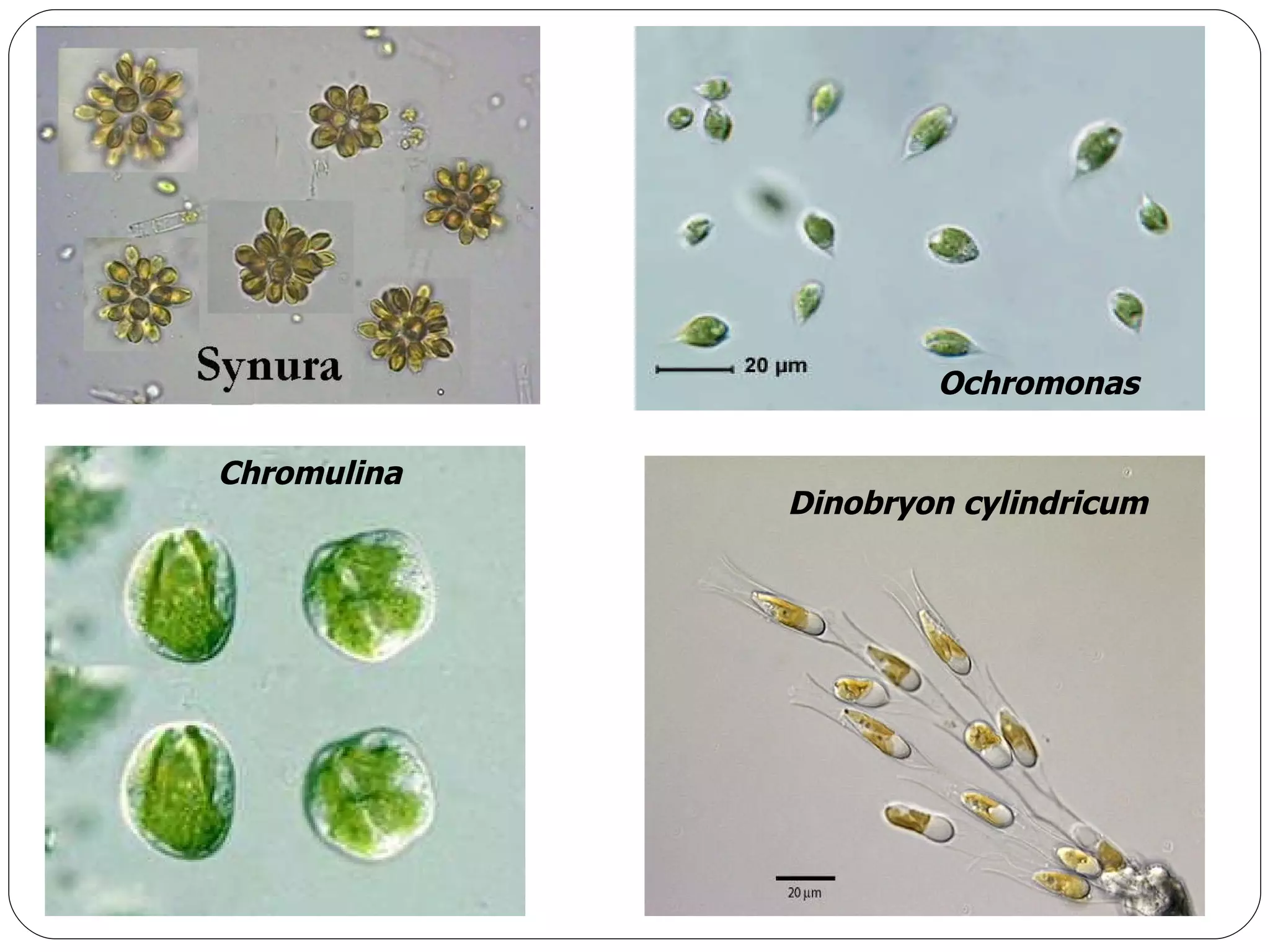 Chrysophyta | PPT