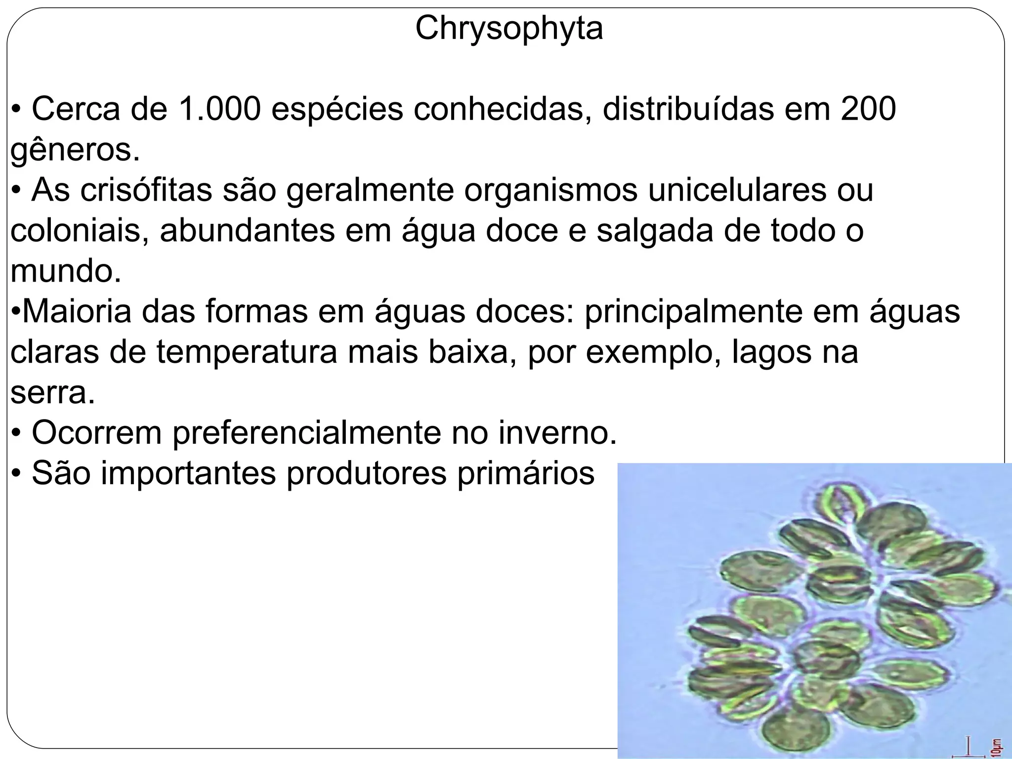 Chrysophyta | PPT