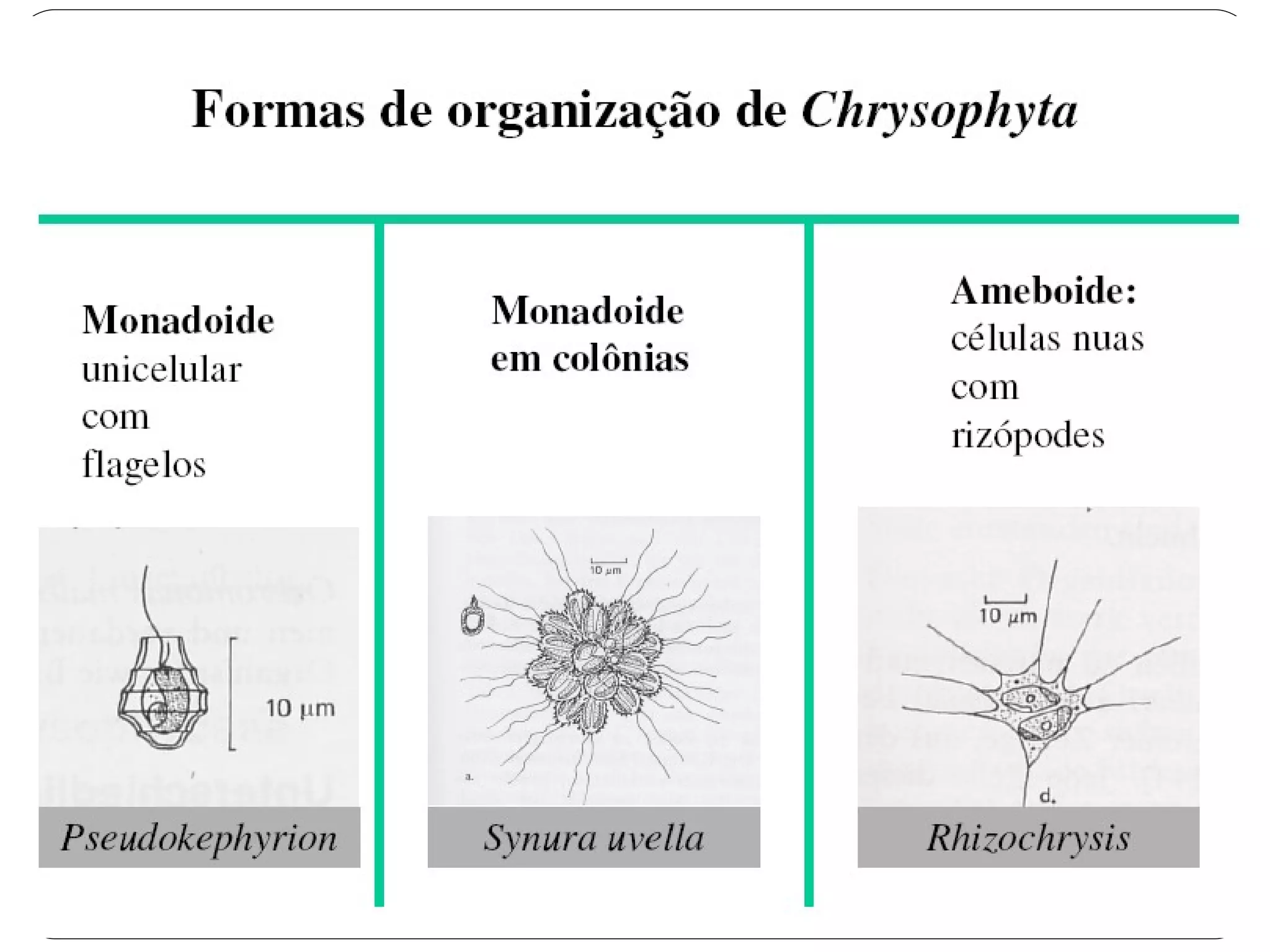 Chrysophyta | PPT