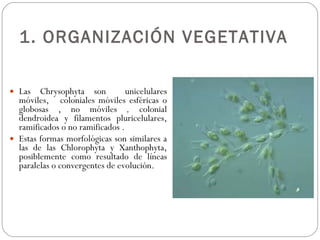 Chrysophyta | PPT