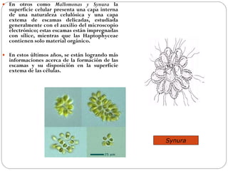 Chrysophyta | PPT