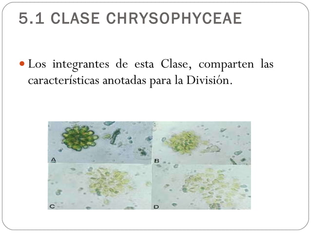 Chrysophyta | PPT