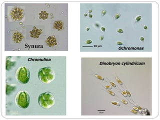 Chrysophyta | PPT