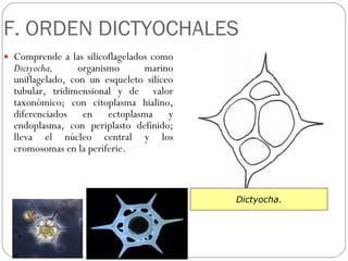 Chrysophyta | PPT