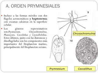 Chrysophyta | PPT