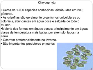 Chrysophyta | PPT