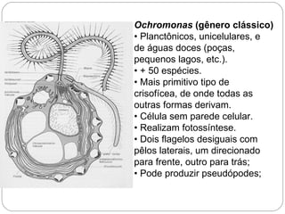 Chrysophyta | PPT