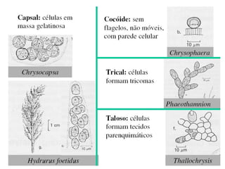 Chrysophyta | PPT