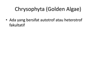 Chrysophyta | PPTX