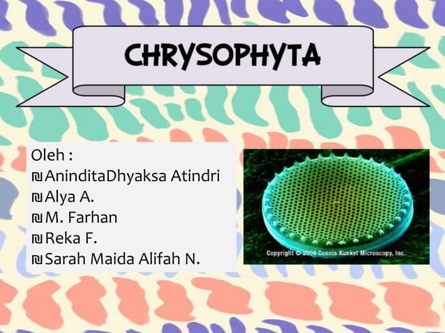 Chrysophyta | PPTX