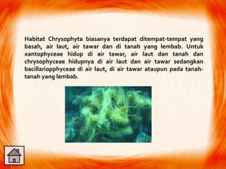 Chrysophyta | PPTX