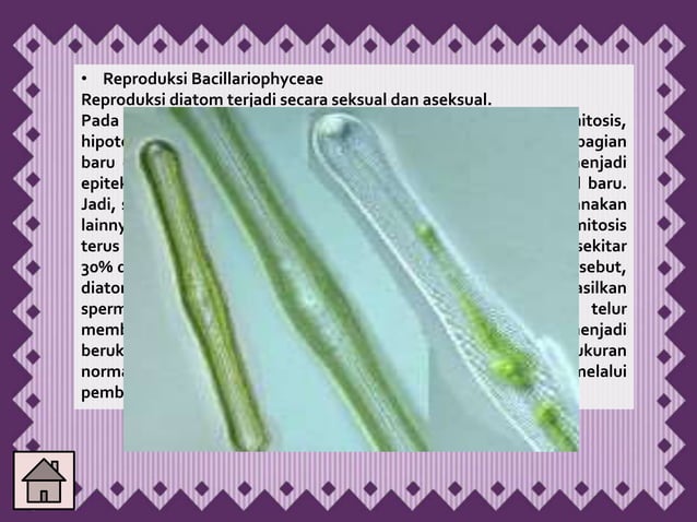 Chrysophyta | PPTX