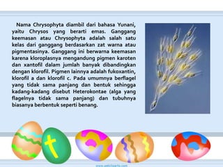 Chrysophyta | PPTX