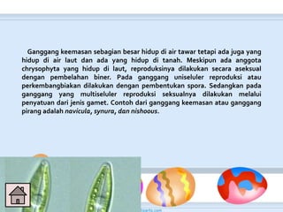 Chrysophyta | PPTX