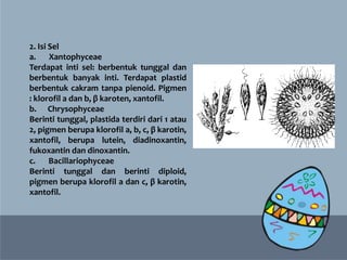 Chrysophyta | PPTX