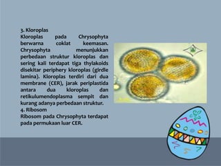 Chrysophyta | PPTX