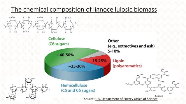 Bioethanol production from pretreated bamboo by white rot fungi ...