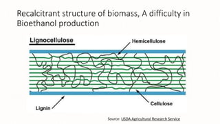 Bioethanol production from pretreated bamboo by white rot fungi ...