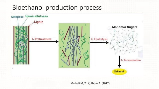 Bioethanol production from pretreated bamboo by white rot fungi ...