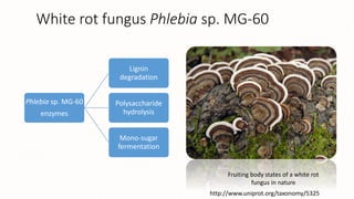 Bioethanol production from pretreated bamboo by white rot fungi ...