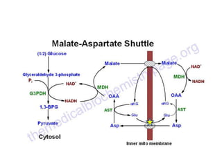 CITRIN DEFICIENCY | PPTX | Endocrine and Metabolic Diseases | Diseases ...