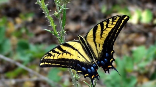 Chuck von Beck - Hiking Zion National Park | PDF | Geography | Science
