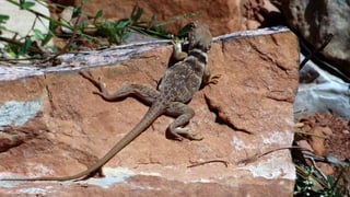 Chuck von Beck - Hiking Zion National Park | PPT