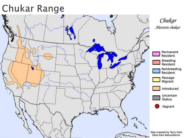 Chukar, Chukar Partridge