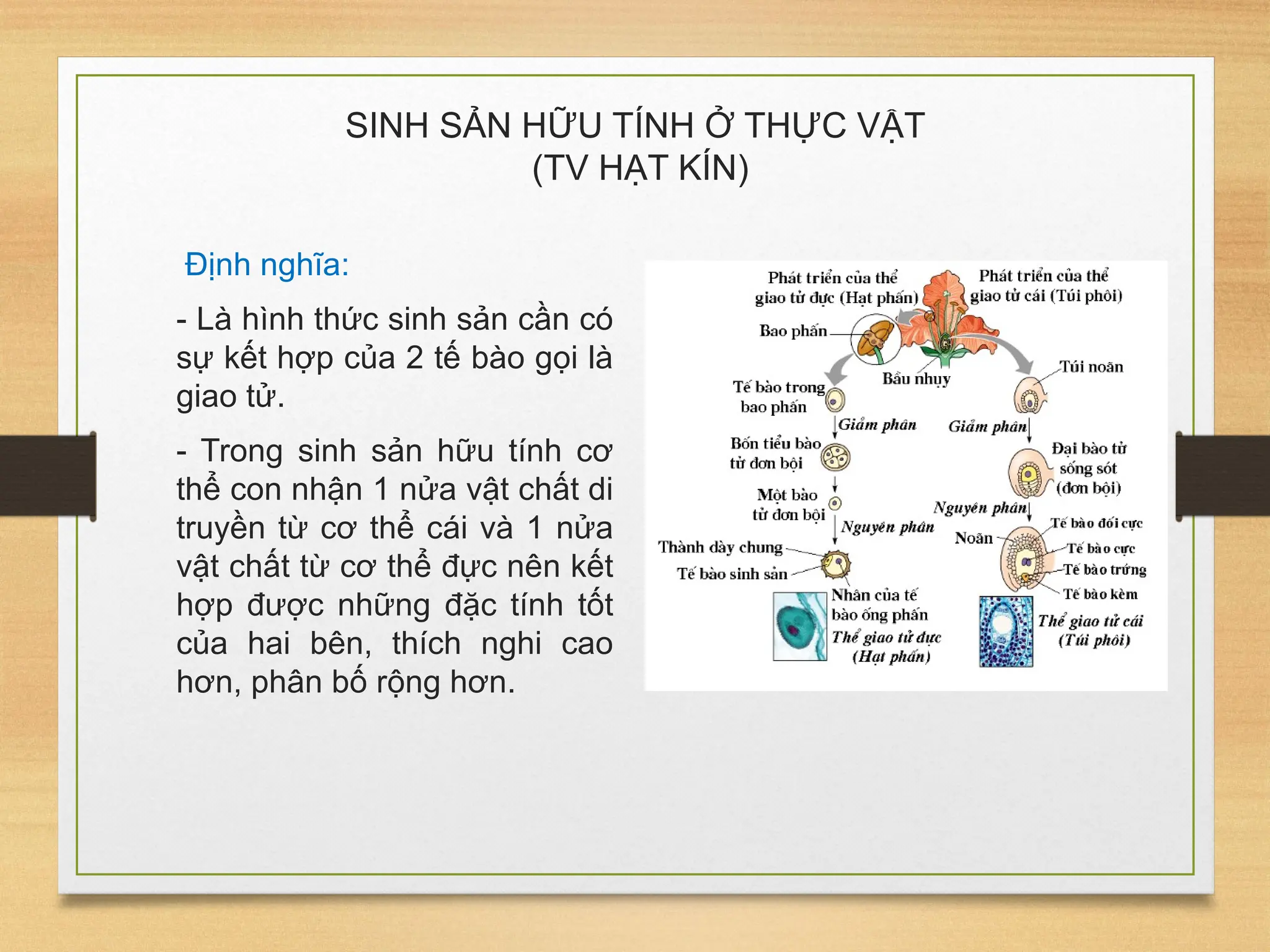 Chu Ky te bao va qua trinh nguyen phan, giam phan.pptx