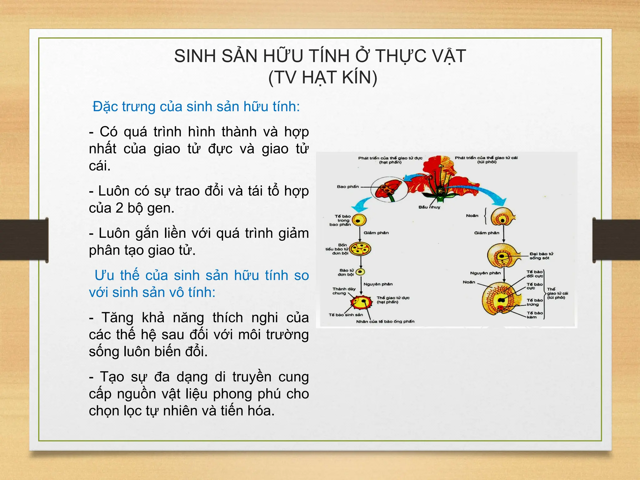 Chu Ky te bao va qua trinh nguyen phan, giam phan.pptx