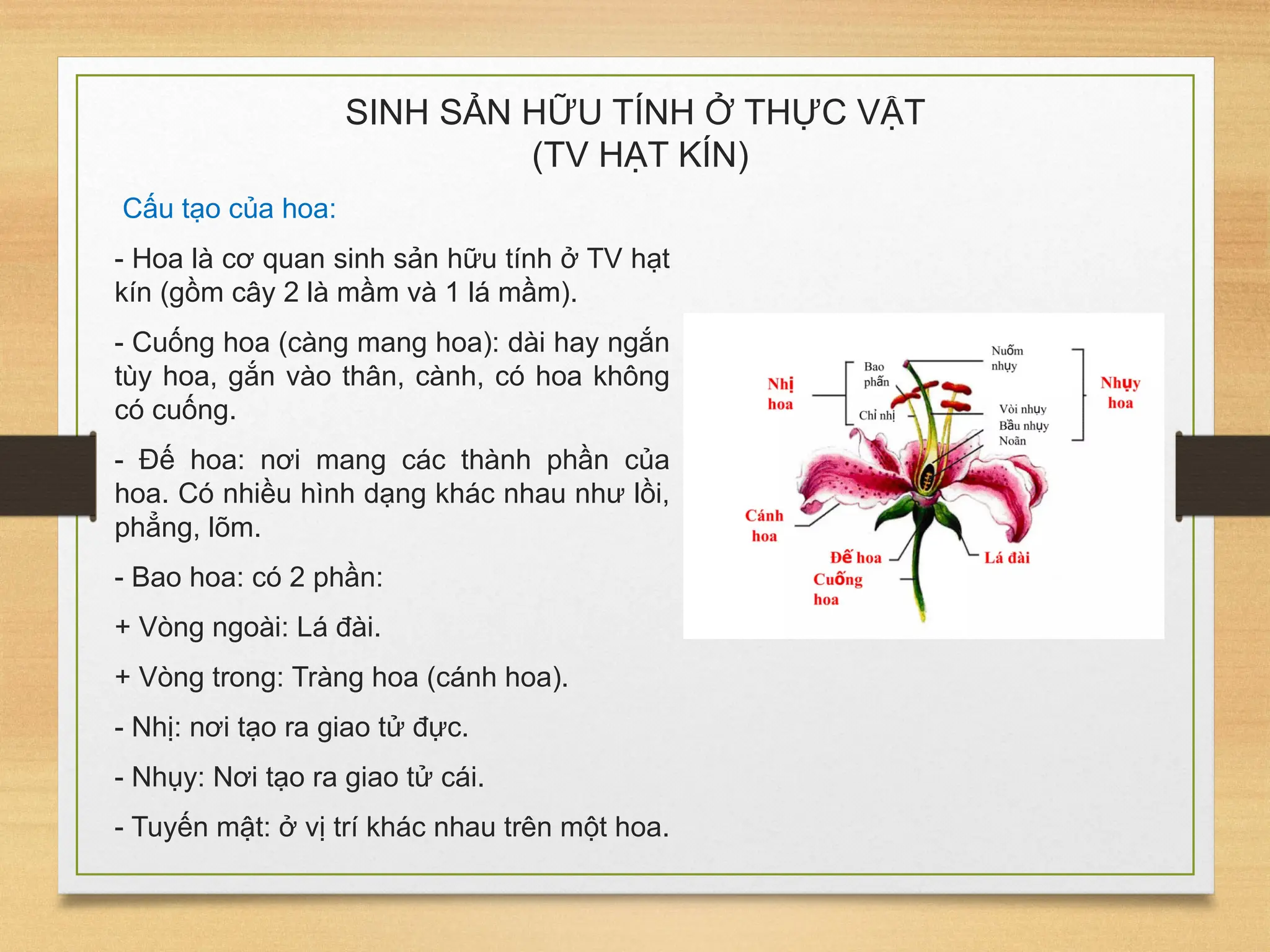 Chu Ky te bao va qua trinh nguyen phan, giam phan.pptx