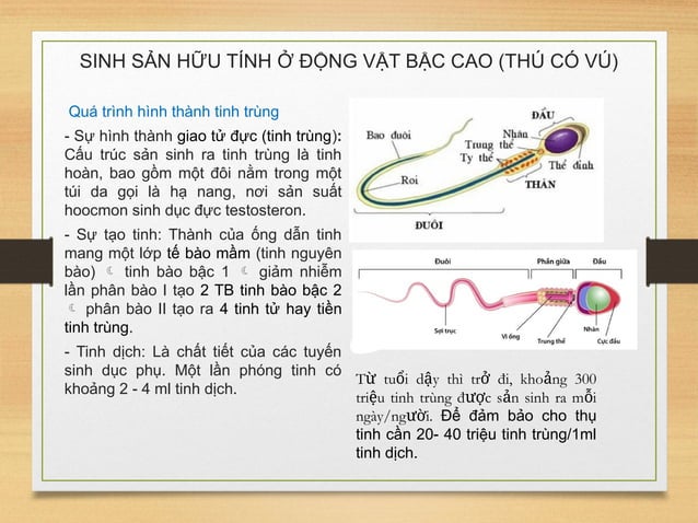 Chu Ky te bao va qua trinh nguyen phan, giam phan.pptx