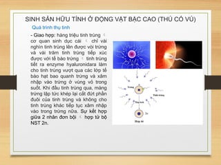 Chu Ky te bao va qua trinh nguyen phan, giam phan.pptx