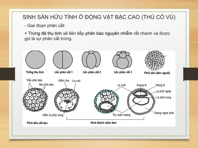 Chu Ky te bao va qua trinh nguyen phan, giam phan.pptx