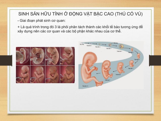 Chu Ky te bao va qua trinh nguyen phan, giam phan.pptx