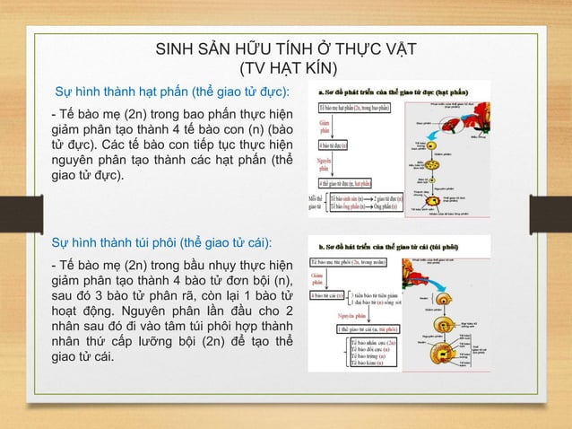 Chu Ky te bao va qua trinh nguyen phan, giam phan.pptx