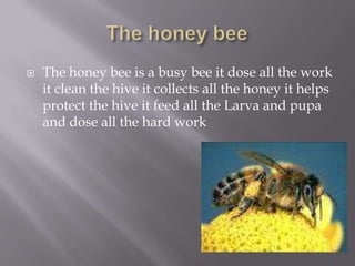 All about Bees | PPT