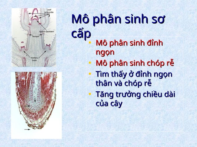 Gio thieu ve Mo thuc vat lam slide nhom.ppt